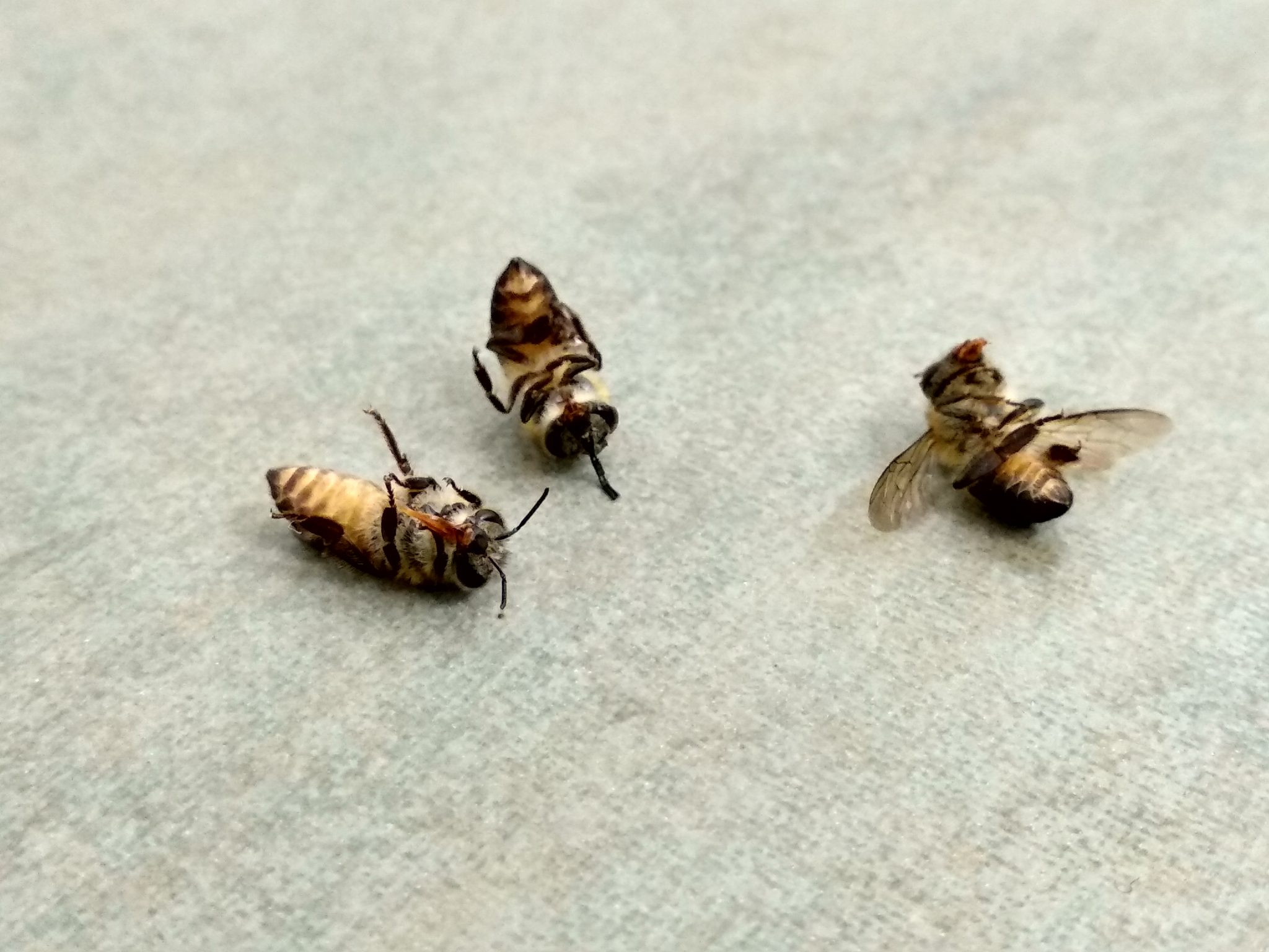 Let’s save the bees! – Penyelamat Lebah Malaysia – MY Bee Savior